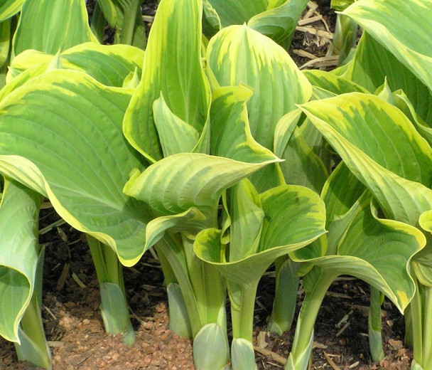 Hosta 'Sagae' (Plantain Lily)