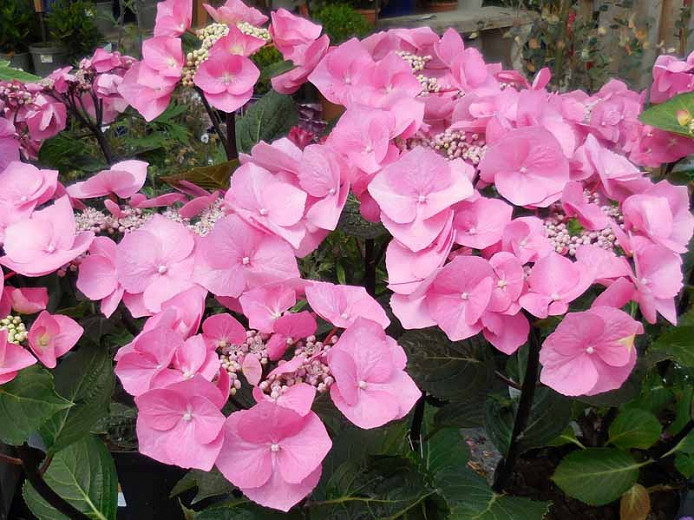 Hydrangea macrophylla 'Zorro'