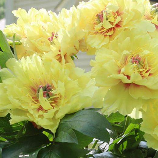 Paeonia 'Bartzella' (Itoh Peony)