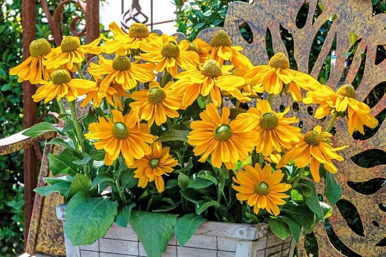 Rudbeckia hirta 'Amarillo Gold' (Black Eyed Susan)