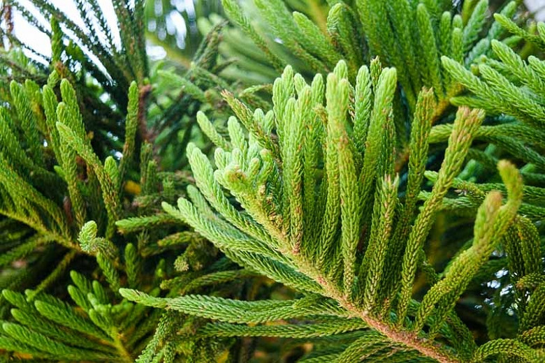 Picea mariana (Black Spruce)