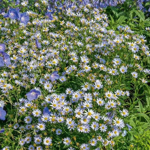 Kalimeris incisa 'Blue Star' (Japanese Aster)