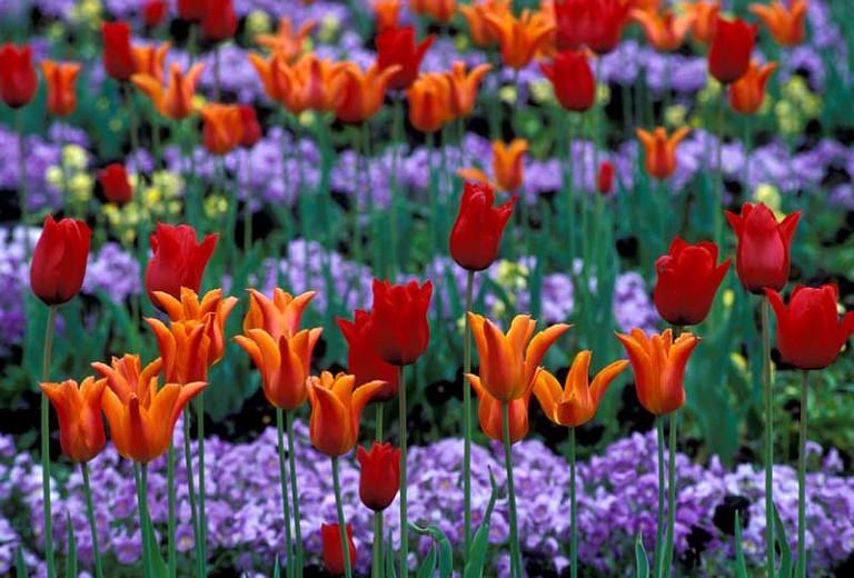 Tulipa 'Ballerina' (Lily-Flowered Tulip)