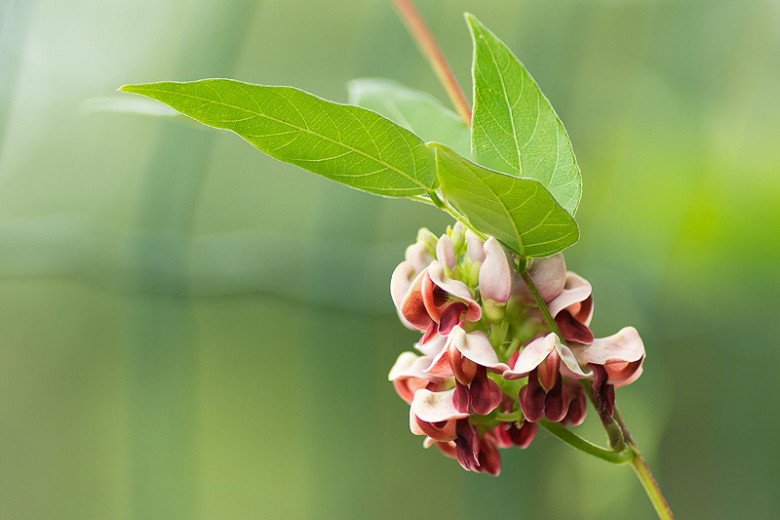 Apios americana (American Groundnut)