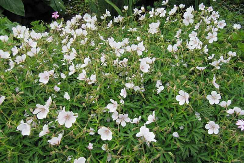 Geranium clarkei 'Kashmir White' (Cranesbill)