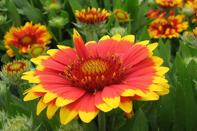Firewheel Flower Texas | Best Flower Site