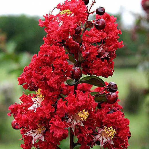 Lagerstroemia Dynamite® (Crape Myrtle)