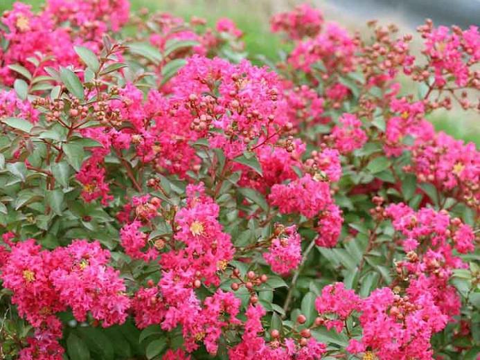 Lagerstroemia Infinitini® Watermelon (Crape Myrtle)