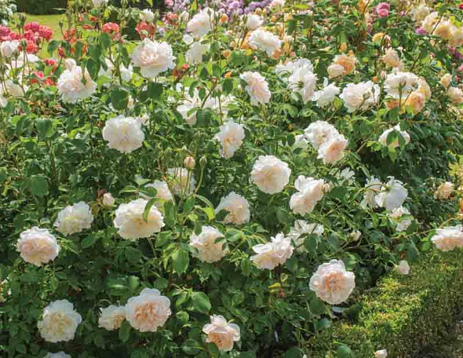 Rosa Lichfield Angel (English Rose)
