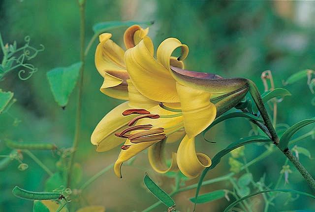 Lilium 'Golden Splendor' (Trumpet Lily)