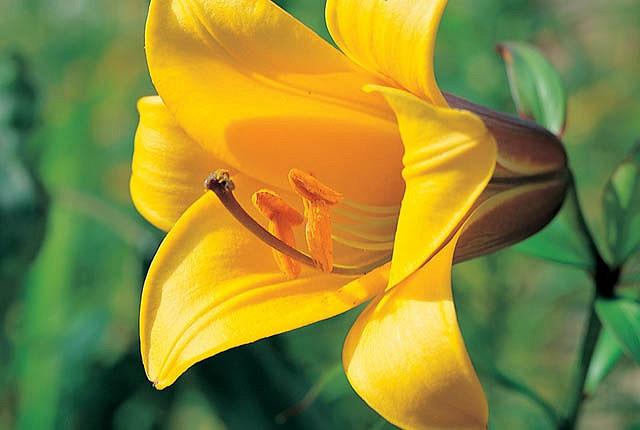 Lilium 'Golden Splendor' (Trumpet Lily)