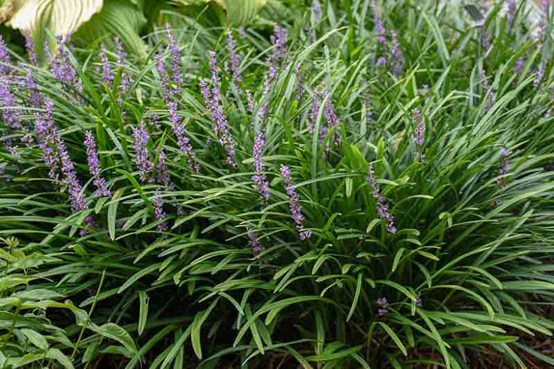 Liriope muscari 'Big Blue' (Lily Turf)