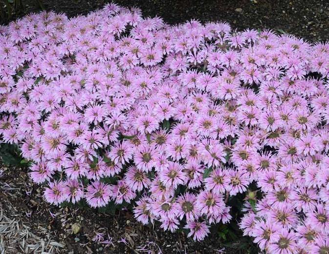 Monarda 'Leading Lady Lilac' (Bee Balm)