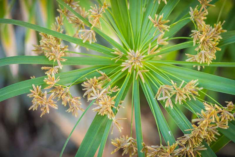Cyperus involucratus (Umbrella Plant)