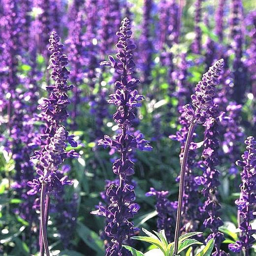 Salvia farinacea 'Evolution' (Mealy Cup Sage)
