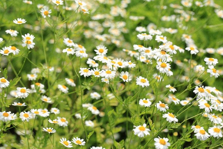 Tanacetum cinerariifolium (Pyrethrum Daisy)