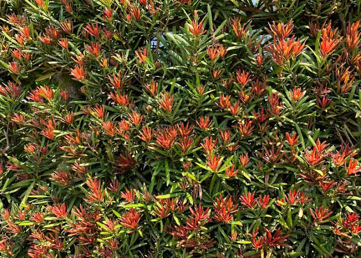 Podocarpus macrophyllus Mood Ring® (Chinese Podocarpus)