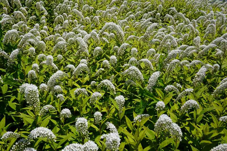 Gooseneck Loosestrife Invasive