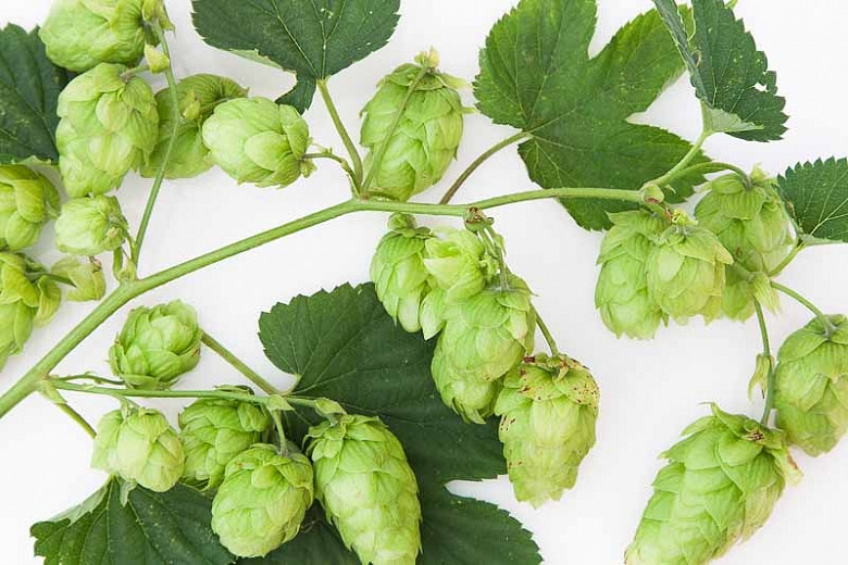 3 Hop Seeds Climbing Hops Humulus Lupulus Floral & Garden Crafts Seeds ...