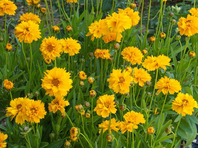 Coreopsis grandiflora 'Early Sunrise' (Tickseed)