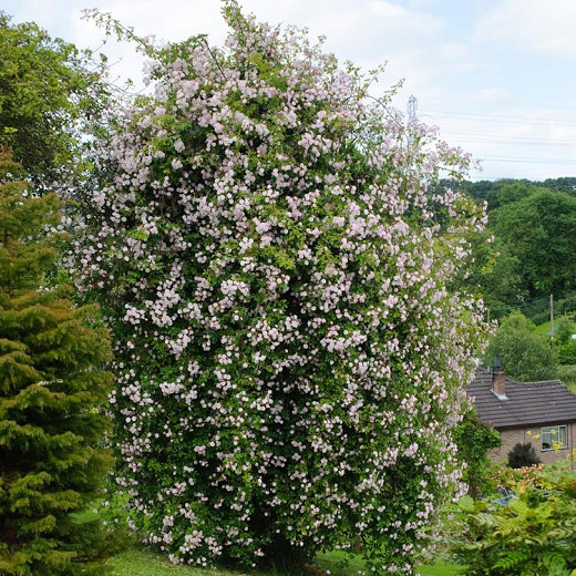 Rosa 'Paul's Himalayan Musk' (Rambling Rose)