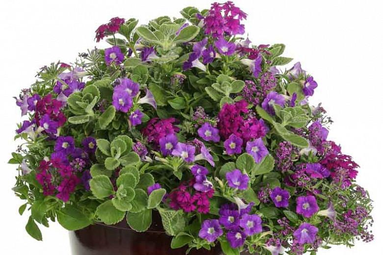 Petunia 'Supertunia Morning Glory Charm'