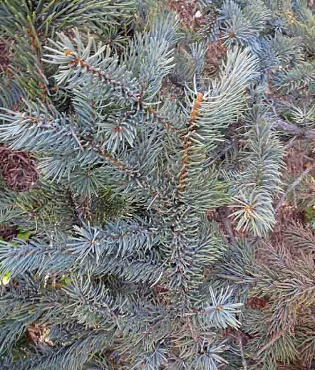 Picea pungens 'Hoopsii' (Colorado Spruce)
