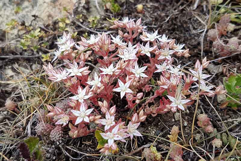 Sedum album (White Stonecrop)