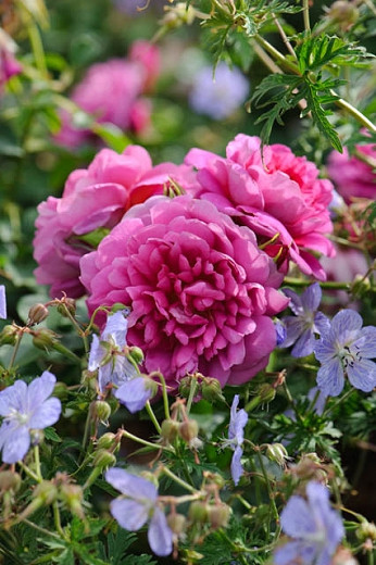 Geranium pratense 'Mrs Kendall Clark' (Meadow Cranesbill)