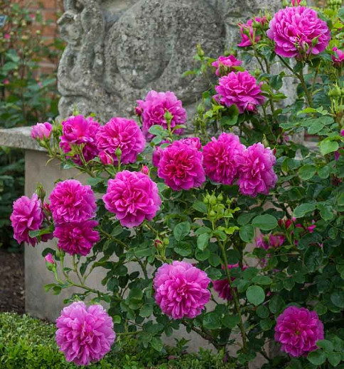 Rosa Princess Anne (English Rose)