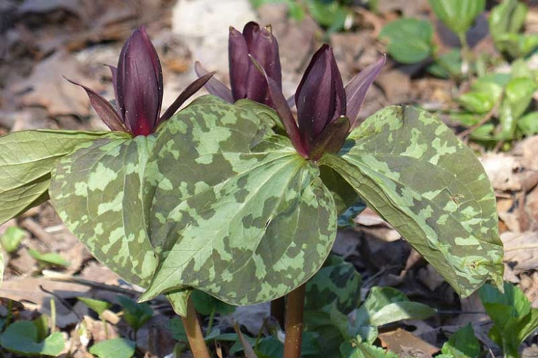 Trillium cuneatum (Little Sweet Betsy)
