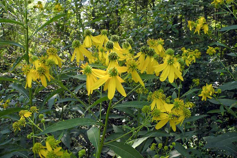 Verbesina alternifolia (Wingstem)