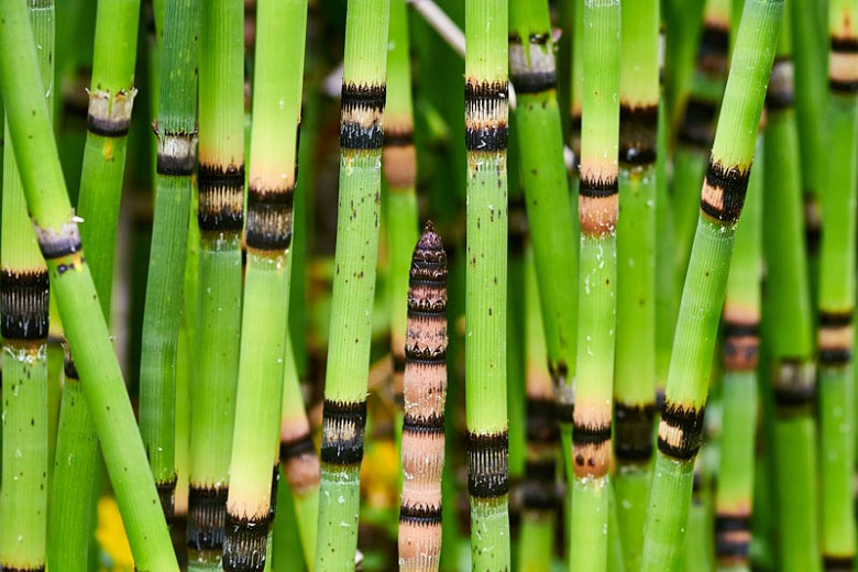 Growing Horsetail (Equisetum Hyemale) At Home The Grow, 60% OFF