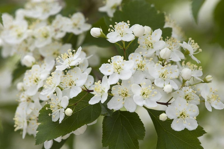 Crataegus viridis 'Winter King' (Green Hawthorn)