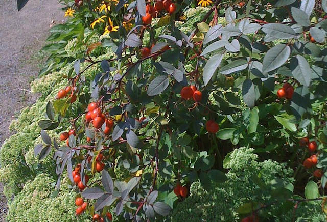 Rosa glauca (Redleaf Rose)