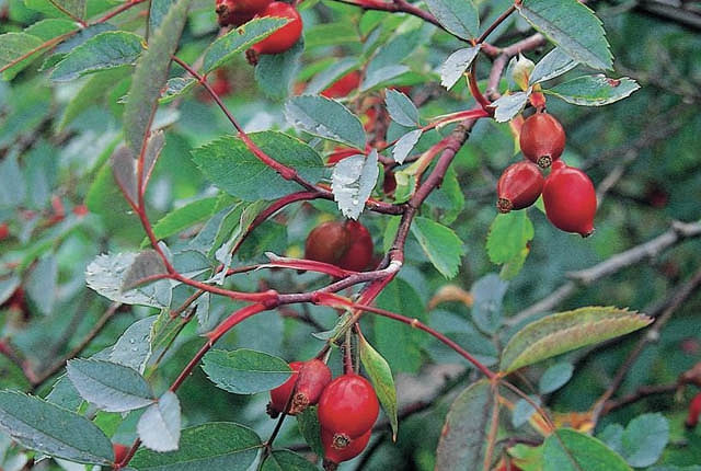 Rosa glauca (Redleaf Rose)