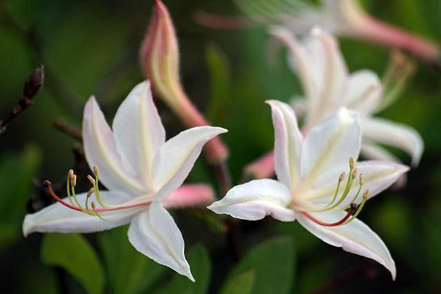Rhododendron atlanticum (Coastal Azalea)