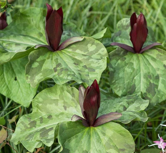 Red Trillium