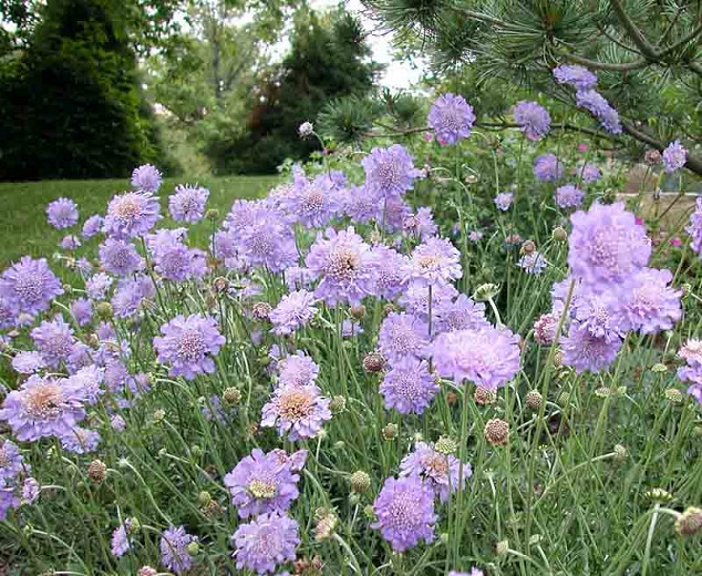 Scabiosa 'Butterfly Blue' (Pincushion Flower)