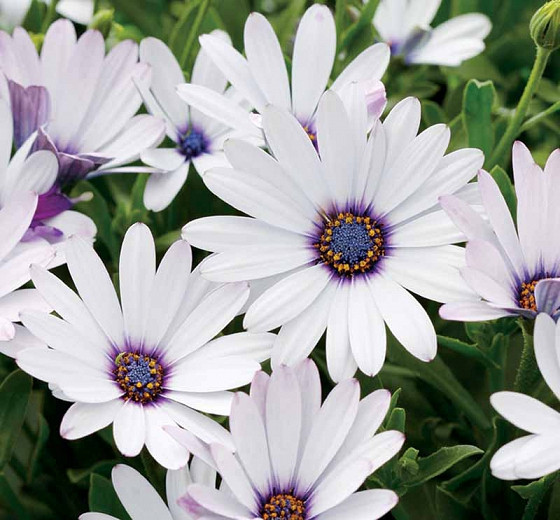 Osteospermum 'Soprano White' (African Daisy)