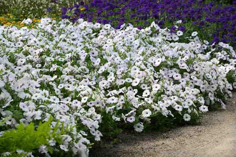 Petunia 'Easy Wave Silver'