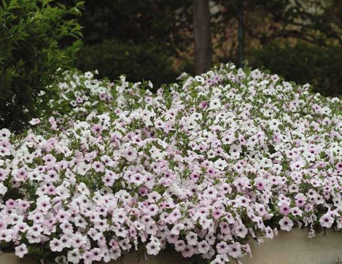 Petunia 'Tidal Wave Silver'