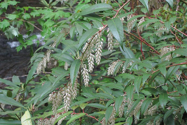 Leucothoe Plants: Growing, Maintenance, And Care Tips, 40% OFF