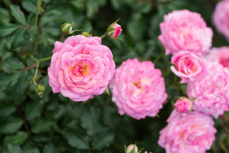 Rosa Sweet Drift® (Groundcover Rose)