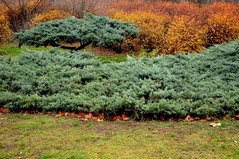 Garden Juniper Shrubs | Fasci Garden