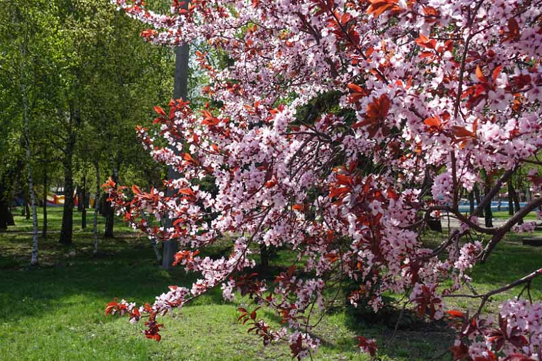 Prunus x cistena (Purple-Leaf Sand Cherry)