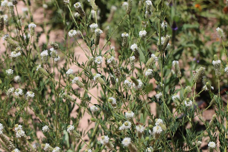 White Prairie Clover