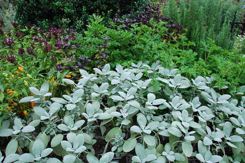Salvia officinalis 'Berggarten' (Berggarten Sage)