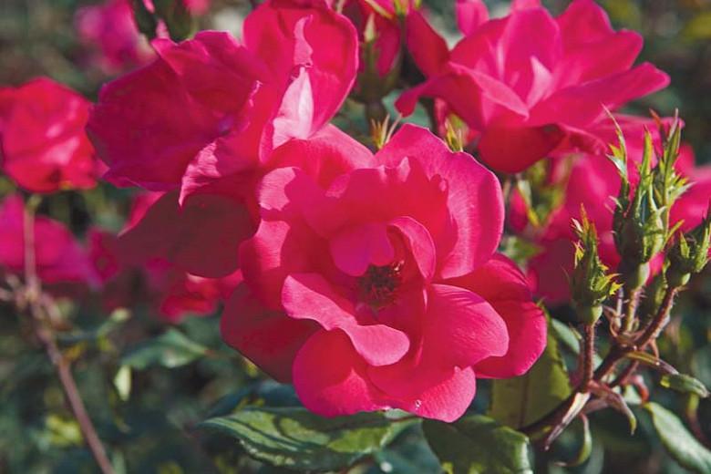 Rosa Knock Out® (Shrub Rose)