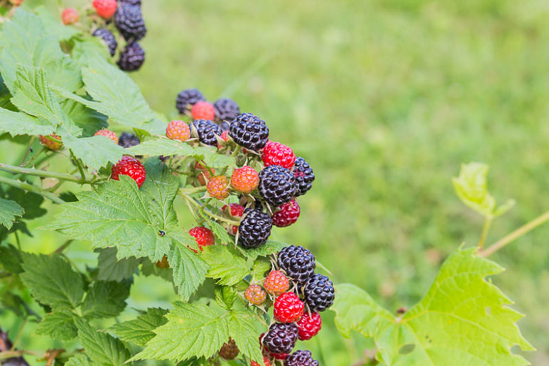 Black Raspberry Bush